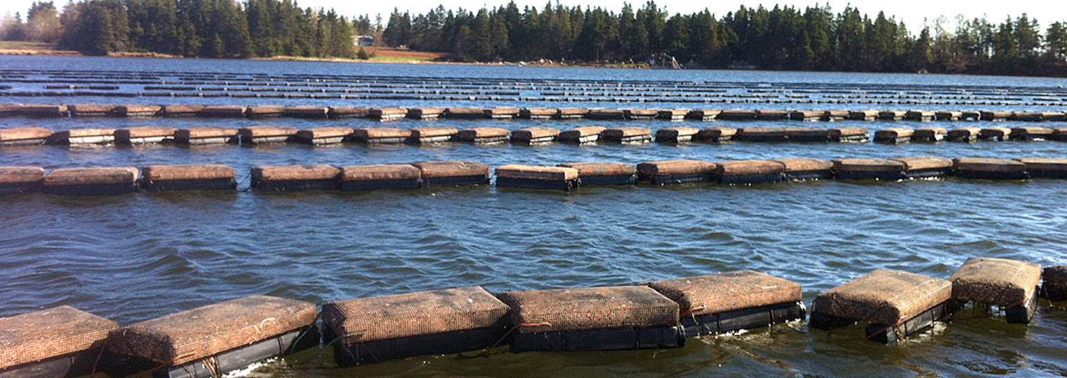 Oyster Farming – Tidal Marine