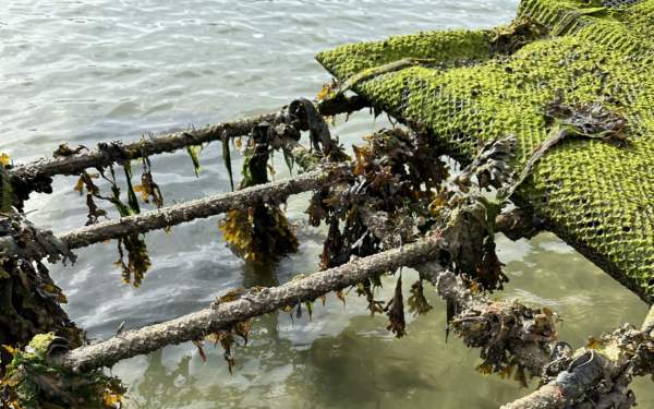 Oyster Farming – Tidal Marine