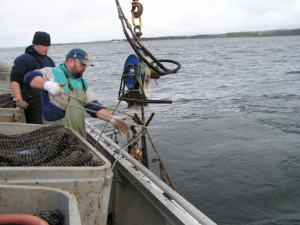 Mussel Farming – Tidal Marine