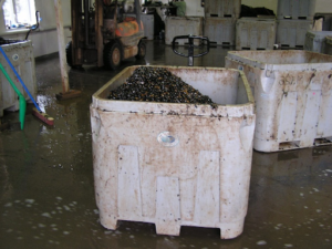 Mussel Farming – Tidal Marine